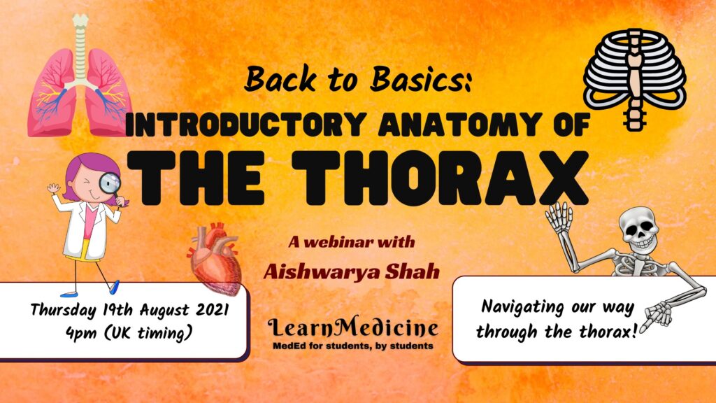Back to Basics: Introductory Anatomy of the Thorax – LearnMedicine